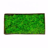 China Decorative Preserved Natural Moss Perfect Nature Touch With No Maintenance for sale