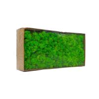 China Decorative Preserved Natural Moss Perfect Nature Touch With No Maintenance for sale