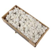 China Decorative Preserved Natural Moss Perfect Nature Touch With No Maintenance for sale