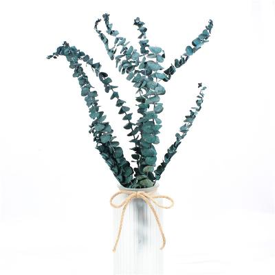 China Forever Preserved Foliage Eucalyptus Big Leaves For Indoor Decoration for sale