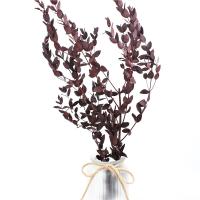 China Forever Preserved Foliage Eucalyptus Big Leaves For Indoor Decoration for sale