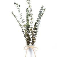 China Forever Preserved Foliage Eucalyptus Big Leaves For Indoor Decoration for sale