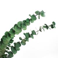China Forever Preserved Foliage Eucalyptus Big Leaves For Indoor Decoration for sale