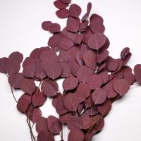 China Soft Real Dried Eucalyptus Leaves Can Last 3-5 Years For Decoration for sale