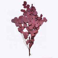 China Soft Real Dried Eucalyptus Leaves Can Last 3-5 Years For Decoration for sale