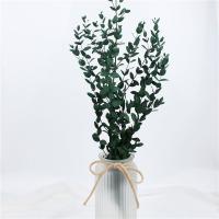 China Real Touch Preserved Foliage Beautiful Color Style For Home Decoration for sale