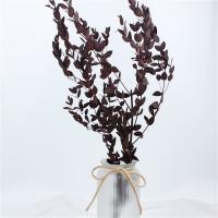 China Lovely Preserve Eucalyptus Leaves , Eucalyptus Dried Flowers With Long Life for sale