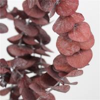 China Lovely Preserve Eucalyptus Leaves , Eucalyptus Dried Flowers With Long Life for sale