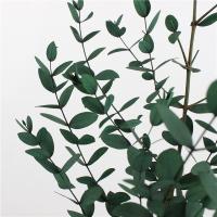 China Customized Natural Preserved Foliage For Gift / Wedding / Home / Shop for sale