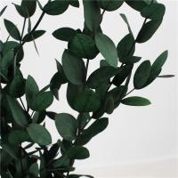 China Customized Natural Preserved Foliage For Gift / Wedding / Home / Shop for sale