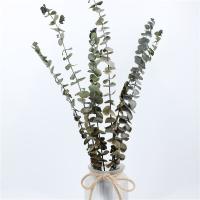 China Artificial Dried Eucalyptus Plant , Preserved Silver Dollar Eucalyptus for sale