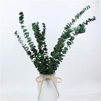 China Long Lasting Dried Eucalyptus Leaves , Dried Eucalyptus Decor Eternal Life for sale