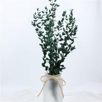 China Long Lasting Dried Eucalyptus Leaves , Dried Eucalyptus Decor Eternal Life for sale