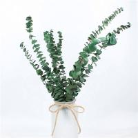 China Home Wall Decoration Preserved Foliage Bright Color Can Save 2-3 Years for sale