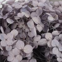 China Eternal Preserved Hydrangea 3-5 Years Flower Life Multi Color For Ceremony for sale