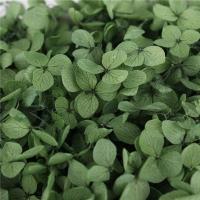 China Everlasting Preserved Hydrangea Naturally Beautiful For Anniversary Gift for sale
