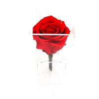 China Decorative Beautiful Preserved Rose Flower With No Pollen / No Allergy for sale