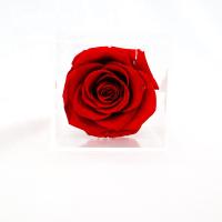 China Decorative Beautiful Preserved Rose Flower With No Pollen / No Allergy for sale