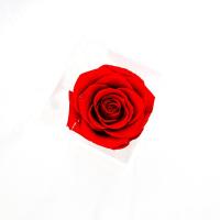 China Beautiful Colorful Preserved Rose Flower For Home Indoor Decoration for sale