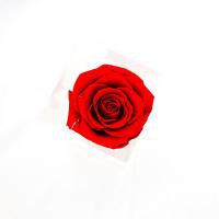 China Red Preserved Rose Flower Bring Soft And Delicate Detail For Anniversary Gift for sale