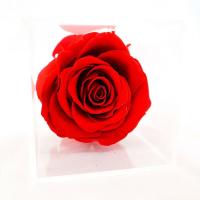 China Red Preserved Rose Flower Bring Soft And Delicate Detail For Anniversary Gift for sale