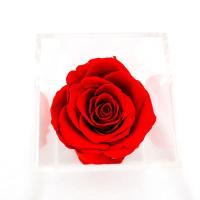 China Customized Color Everlasting Rose , New Year Love Real Preserved Roses For Crafts for sale