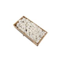 China Multi Colors Preserved Natural Moss Safe And Harmless Raw Materials for sale