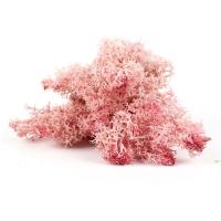 China Multi Colors Preserved Natural Moss Safe And Harmless Raw Materials for sale