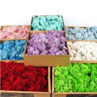 China Multi Colors Preserved Natural Moss Safe And Harmless Raw Materials for sale