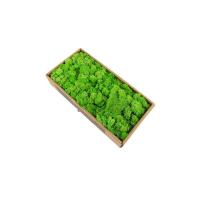 China Stabilized Preserved Moss Balls , Luxury Dried Reindeer Moss Home Decor for sale