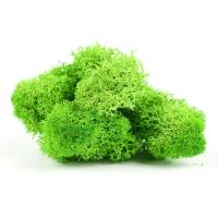 China Stabilized Preserved Moss Balls , Luxury Dried Reindeer Moss Home Decor for sale