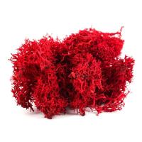 China All Colors Preserved Natural Moss Balls With Long Preserving Time for sale