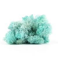 China Eternal Multiple Colors Preserved Reindeer Moss For Wall Decoration for sale
