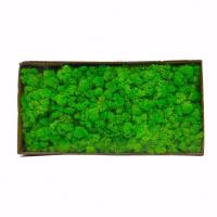 China A Grade Decorative Preserved Natural Moss Environmental Friendly for sale
