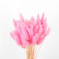 China Customized Color Eternal Beautiful Dried Flowers Rabbit Tail Grass Lagurus Ovatus for sale