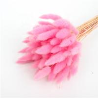 China Customized Color Eternal Beautiful Dried Flowers Rabbit Tail Grass Lagurus Ovatus for sale