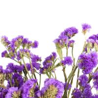 China Brightly Colored Purple Limonium Flower Forget Me Not For Decoration for sale