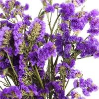 China Brightly Colored Purple Limonium Flower Forget Me Not For Decoration for sale