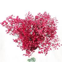 China Multicolor Beautiful Dried Flowers Baby'S Breath Wedding Table Decorations for sale
