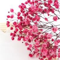 China Decorative Natural Dried Pampas Grass , Fresh Keeping Preserved Pampas Grass for sale