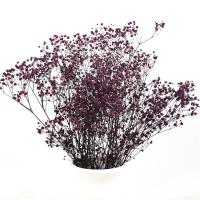 China Home Decorations Beautiful Dried Flowers Gypsophila Long Term Storage for sale
