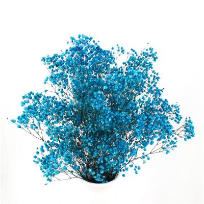 China Non Toxic Harmless Preserved Baby Breath Flowers For Ins Valentine Gift for sale
