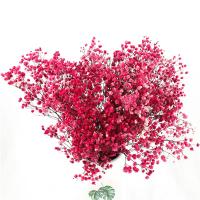 China Soft Color Preserved Dried Baby's Breath Beautiful For New Year Valentine Gift for sale