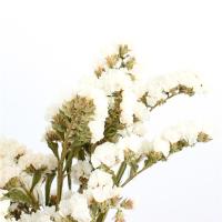 China Statice Limonium Beautiful Dried Flowers Beautiful With Long Using Time for sale