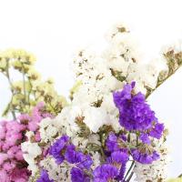 China Forget Me Not Limonium Statice Flower , Everlasting Preserved Fresh Flower for sale
