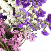 China Forget Me Not Limonium Statice Flower , Everlasting Preserved Fresh Flower for sale