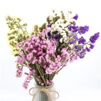 China Forget Me Not Limonium Statice Flower , Everlasting Preserved Fresh Flower for sale
