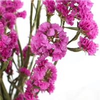 China Forget Me Not Limonium Statice Flower , Everlasting Preserved Fresh Flower for sale