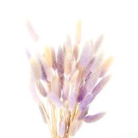 China Real Touch Beautiful Dried Flowers Rabbit Tail Grass Preserved Lagurus Ovatus for sale