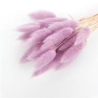 China Decorative Dried Rabbit Tail Grass , Indoor Ornamental Grass Bunny Tails for sale